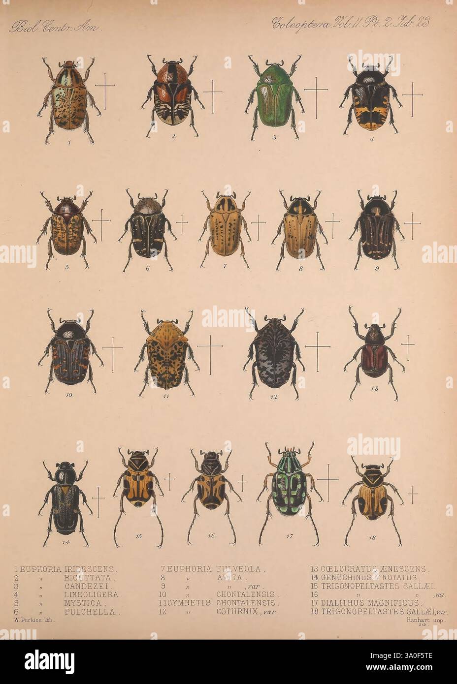 Systematic arrangement of various beetle species hi-res stock ...