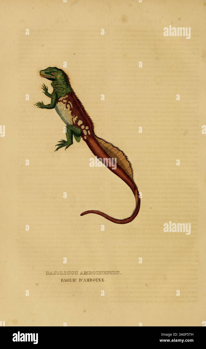 Distinctive long tail exhibits hi-res stock photography and images - Alamy