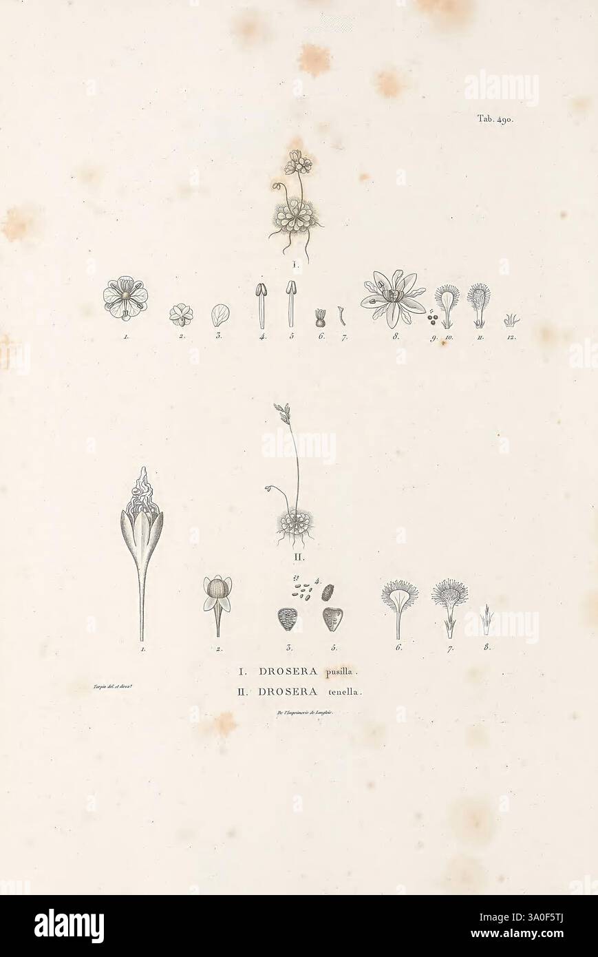 Featuring detailed drawings of various plant specimens hi-res stock ...