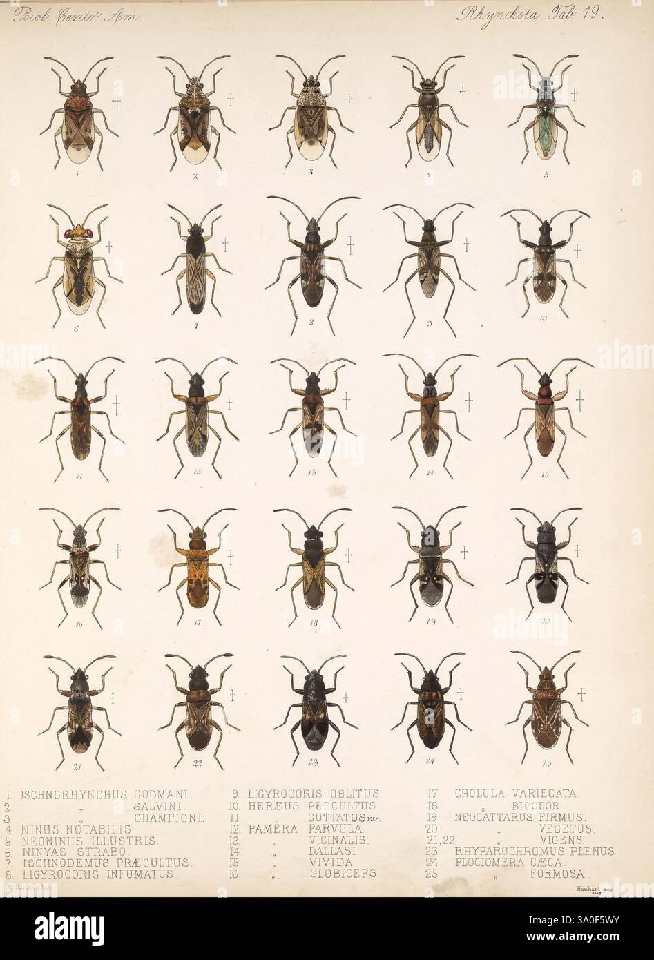 Different horn structures hi-res stock photography and images - Alamy