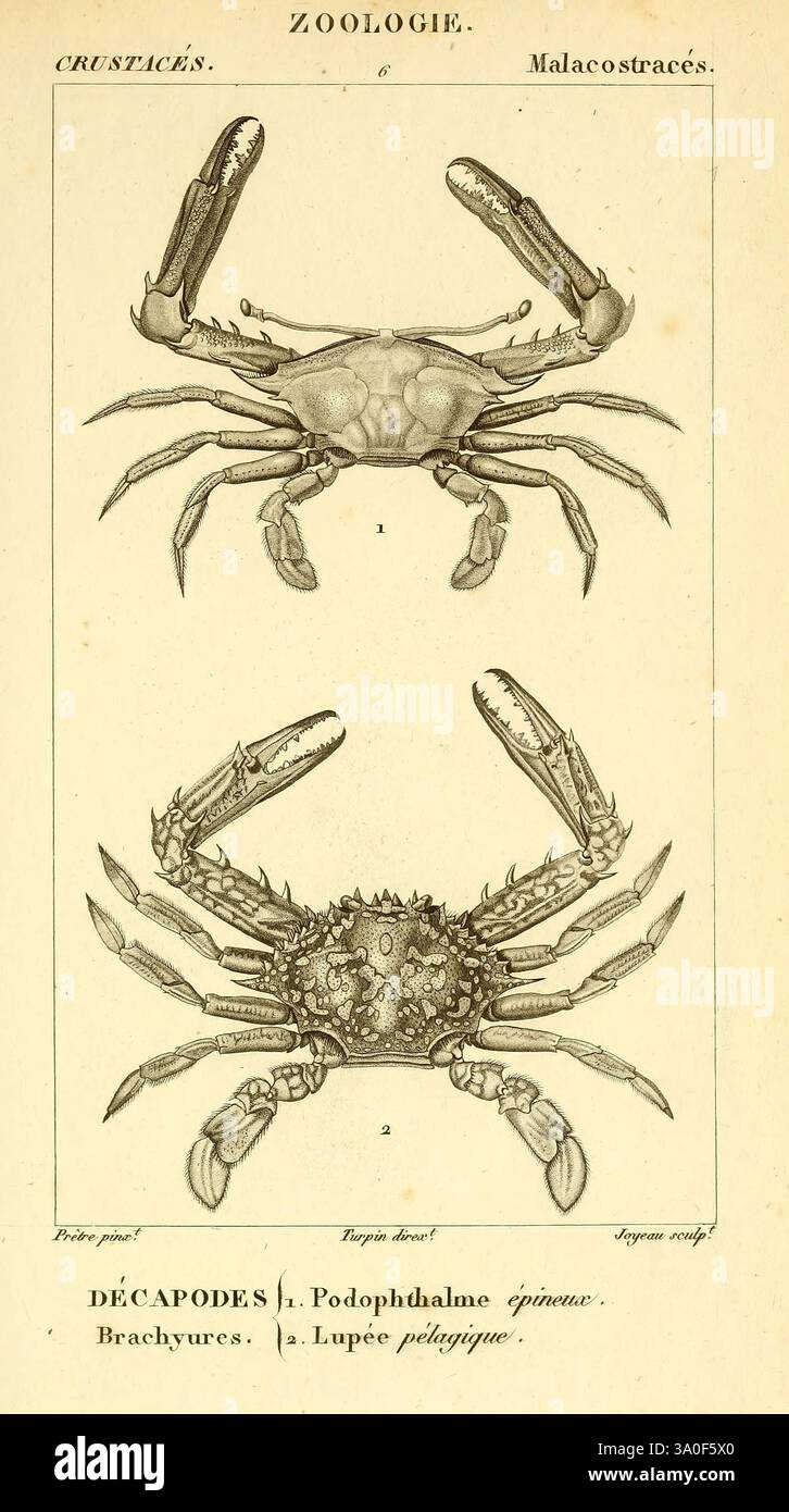 Considerations generales sur la classe des crustaces Paris F.G ...