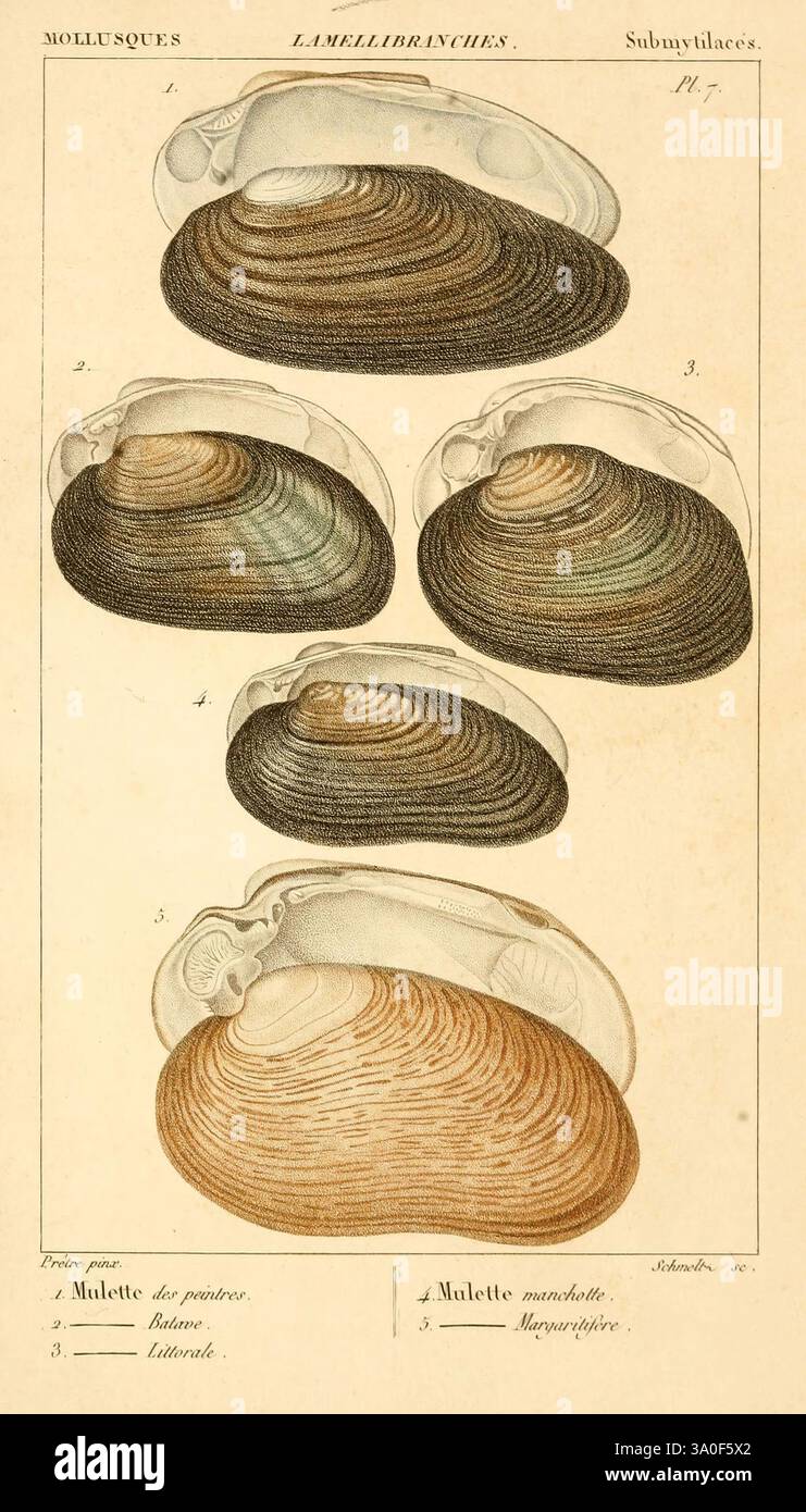 Showcasing different species of clams in multiple orientations hi-res ...