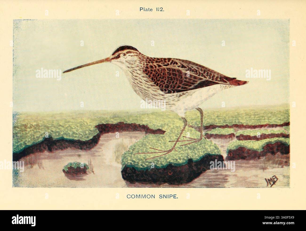 A detailed illustration of a Common Snipe, showcasing its long, slender ...