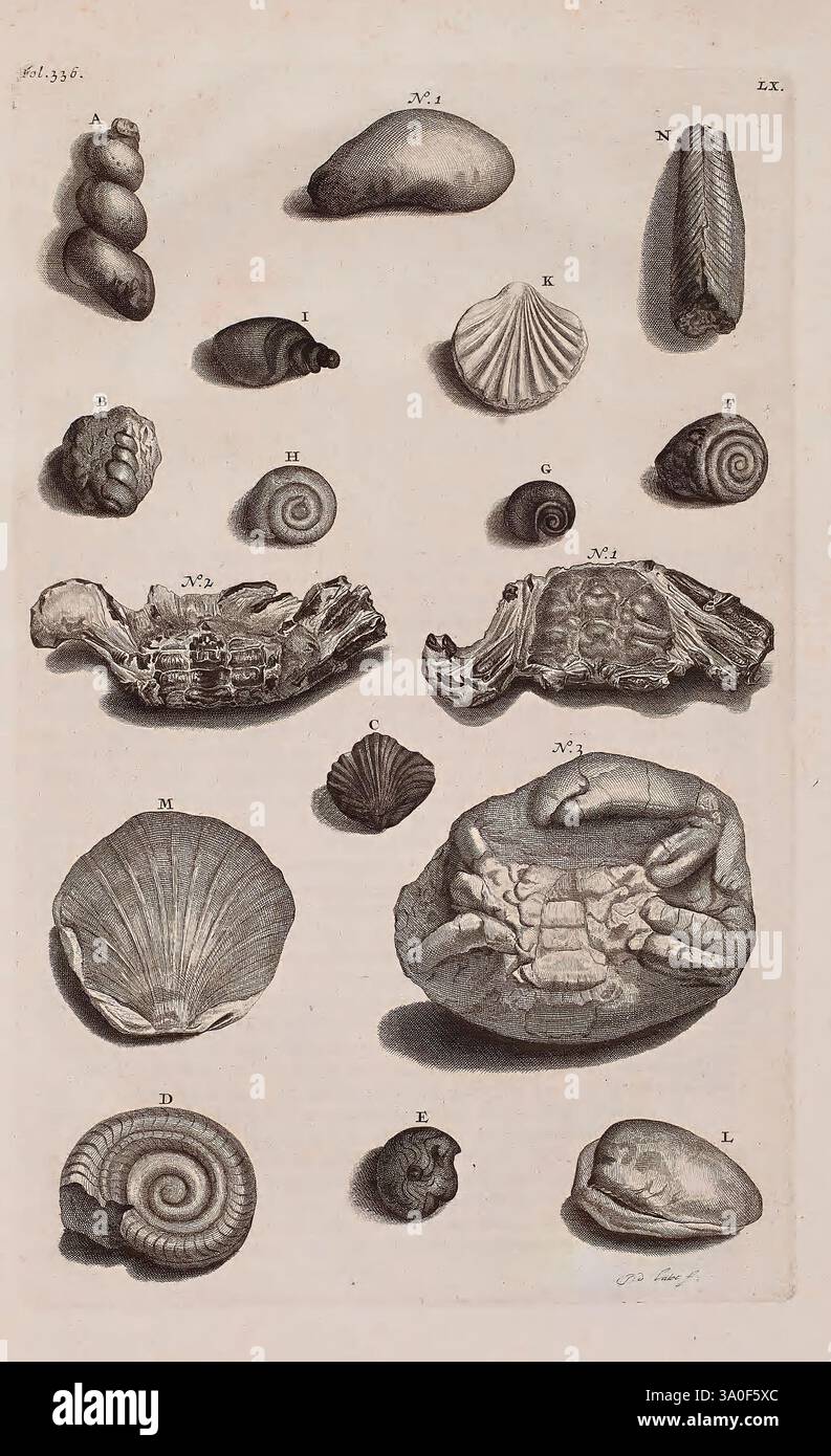 D'Amboinsche Rariteitkamer T'Amsterdam Gedrukt by François Halma 1705 ...