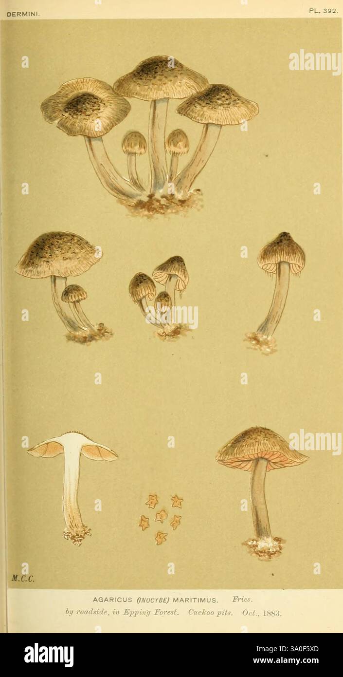 Showcasing agaricus hi-res stock photography and images - Alamy