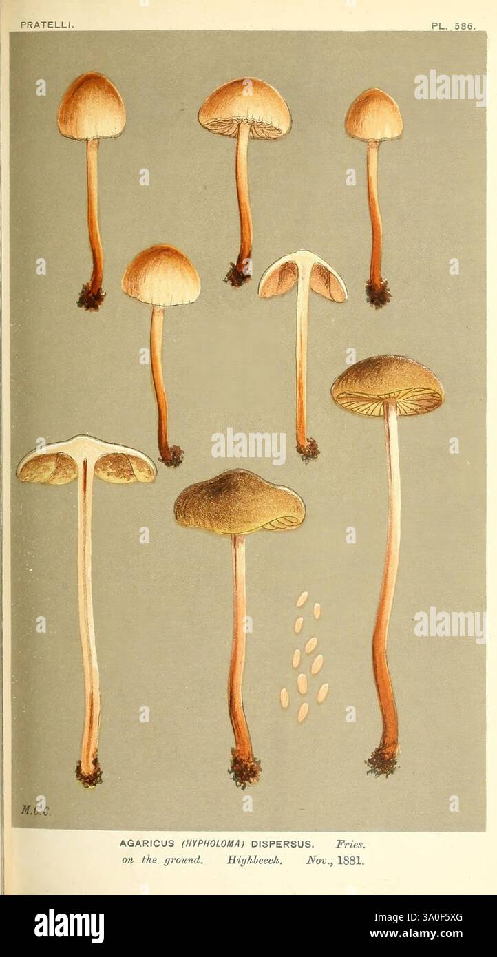 Dispersus species of mushrooms hi-res stock photography and images - Alamy