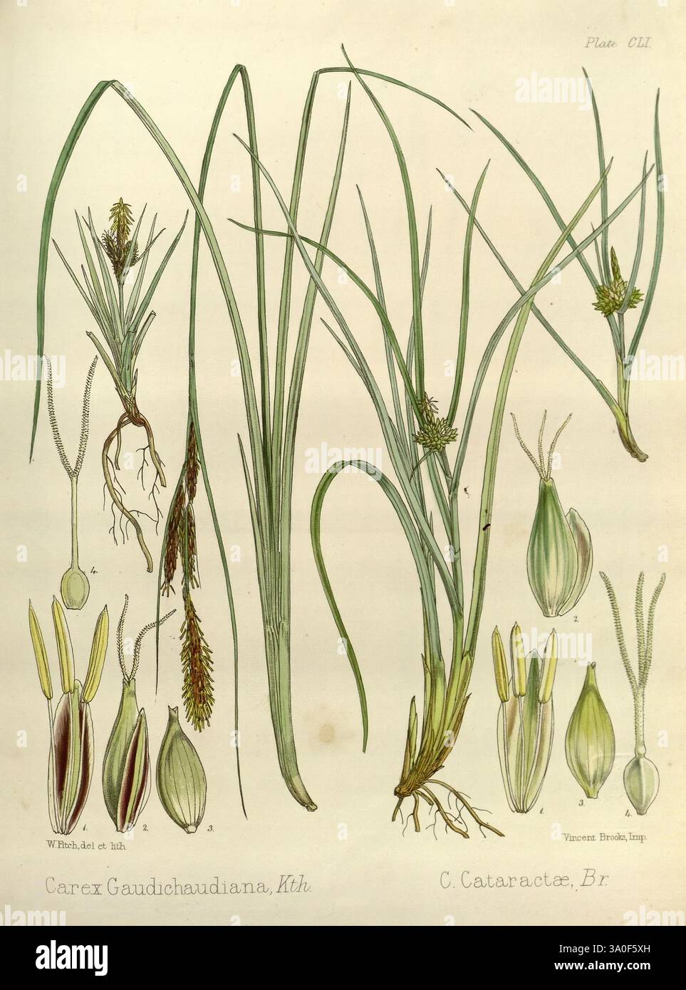 Detailed botanical study of two species of sedge hi-res stock ...