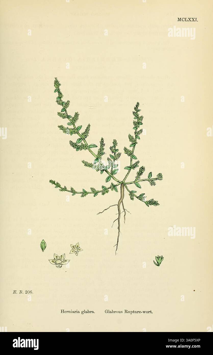 Detailed representation of herniaria glabra hi-res stock photography ...