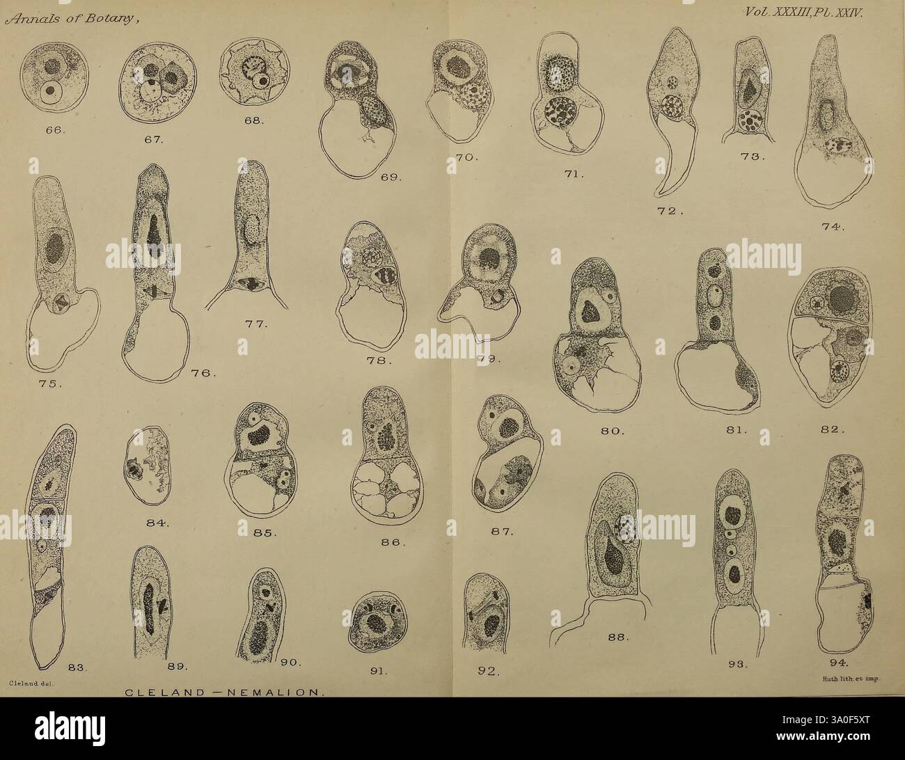 Numbered Section Highlights Different Specimens Hi Res Stock