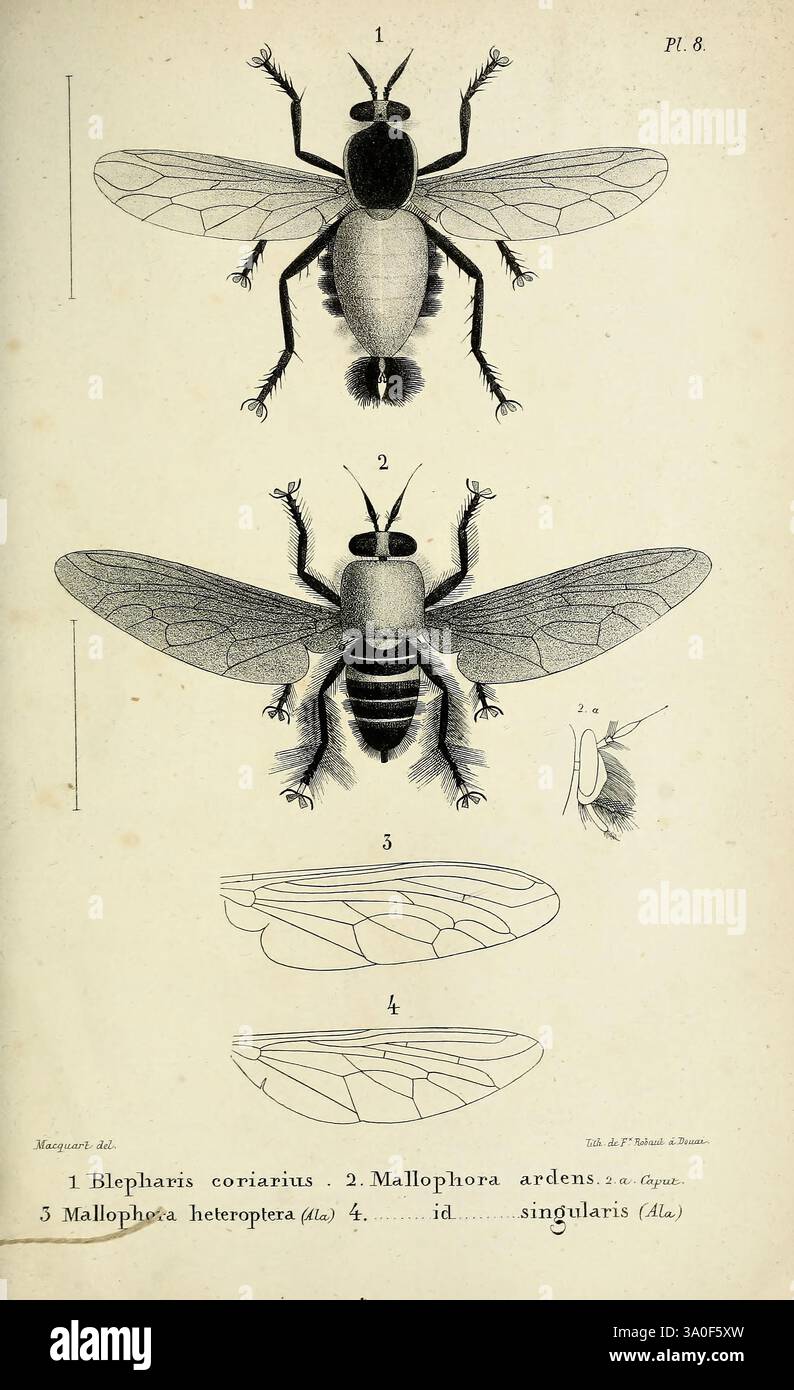 Mallophora heteroptera hi-res stock photography and images - Alamy