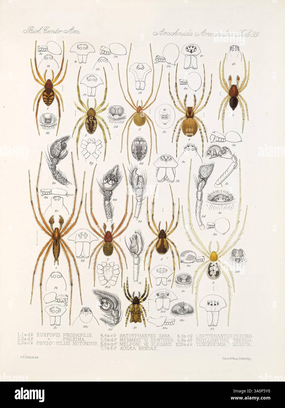 Labeled diagrams of anatomical parts hi-res stock photography and ...