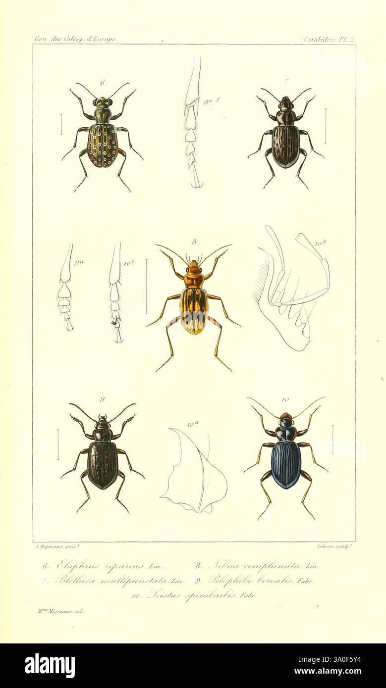 Genera, des, coléoptères, d'Europe, Paris, Chez, A, Deyrolle, 1857-1868 ...
