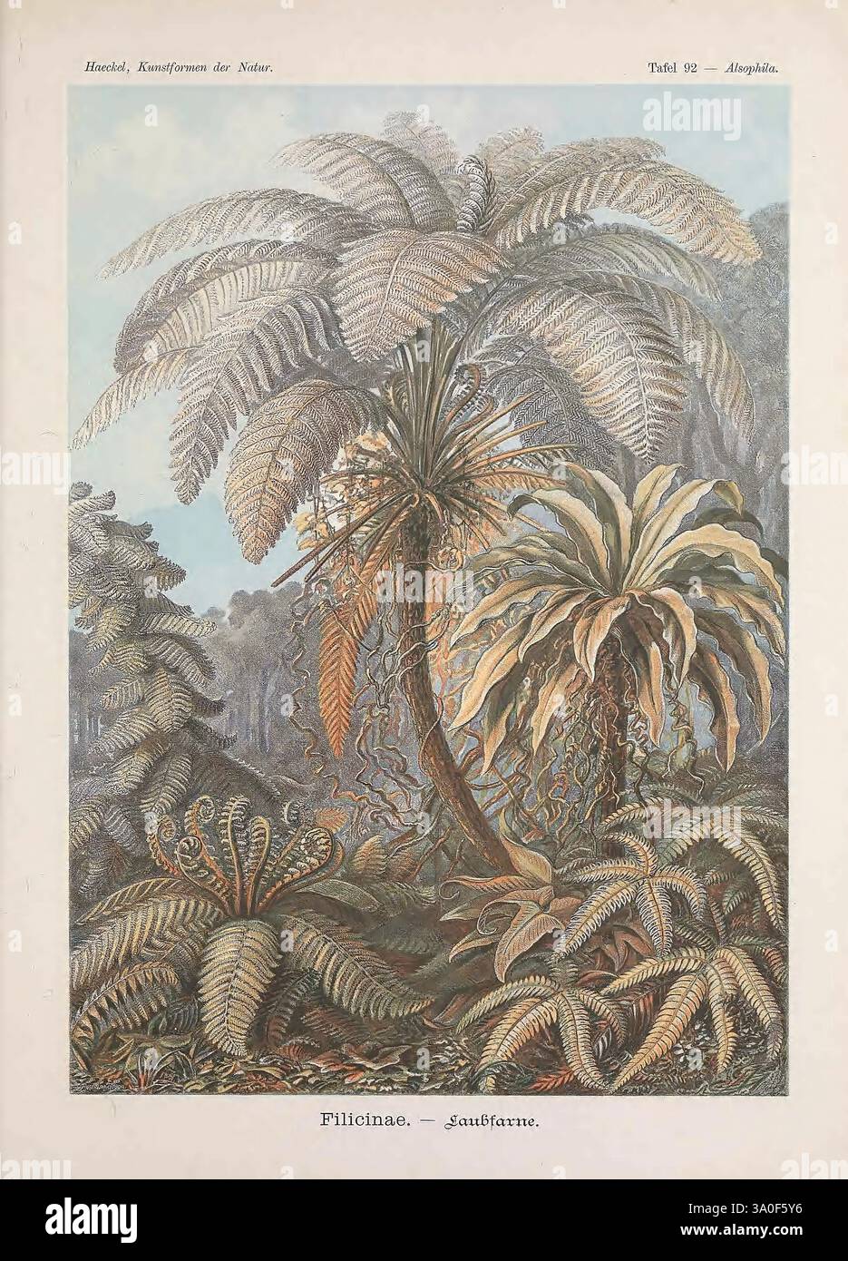 Ferns of diverse shapes hi-res stock photography and images - Alamy