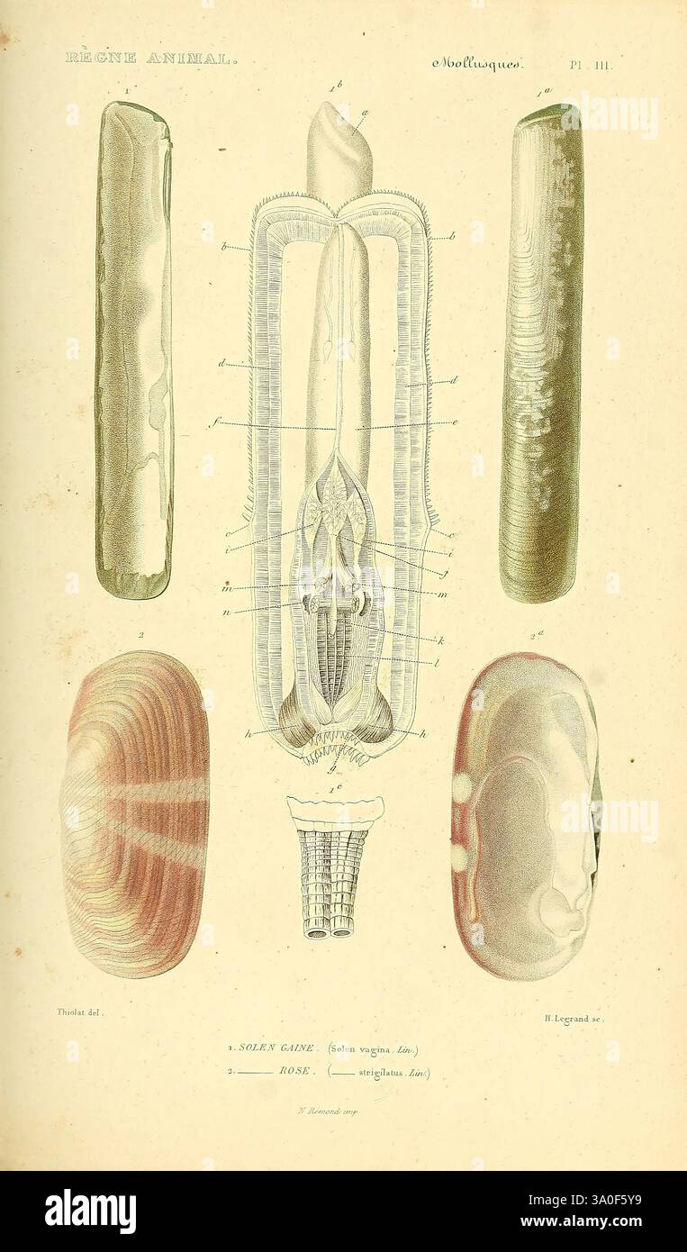 Unique siphon structure hi-res stock photography and images - Alamy