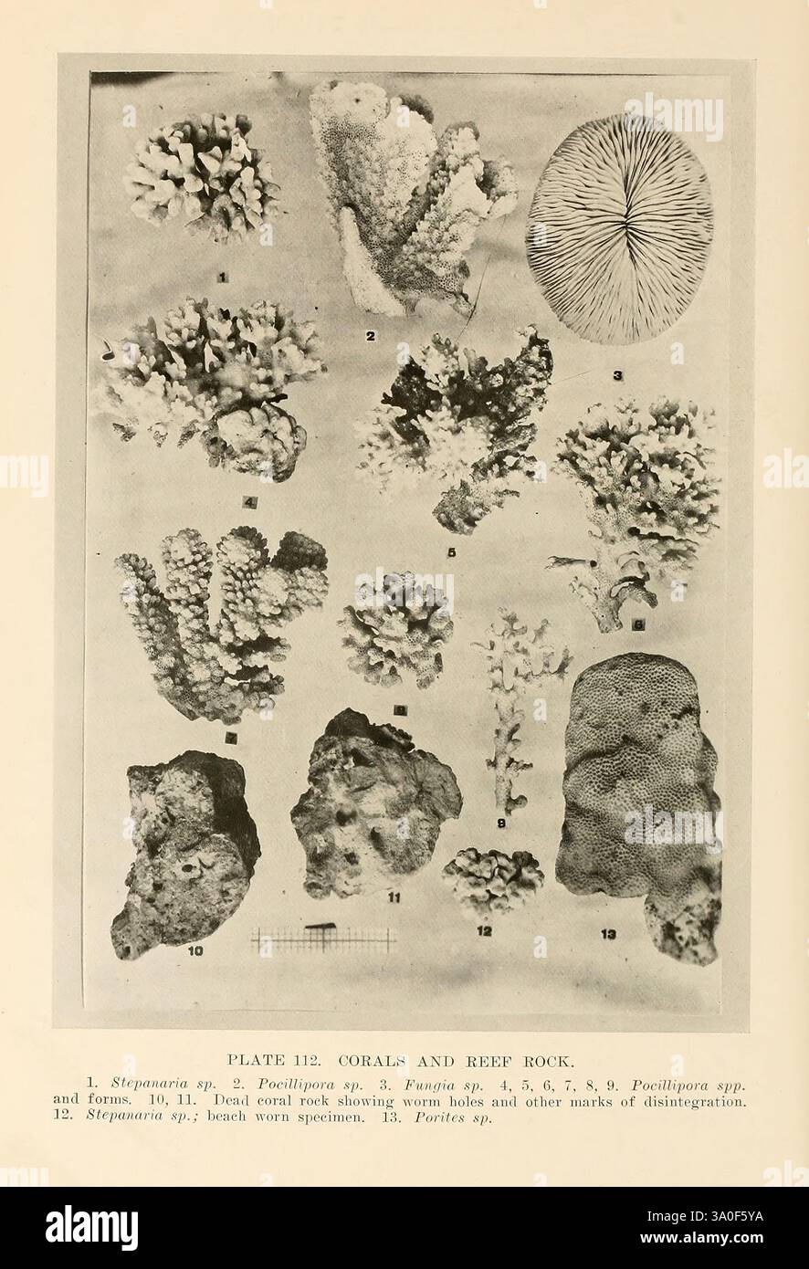 Ecological significance of coral formations in underwater ecosys hi-res ...
