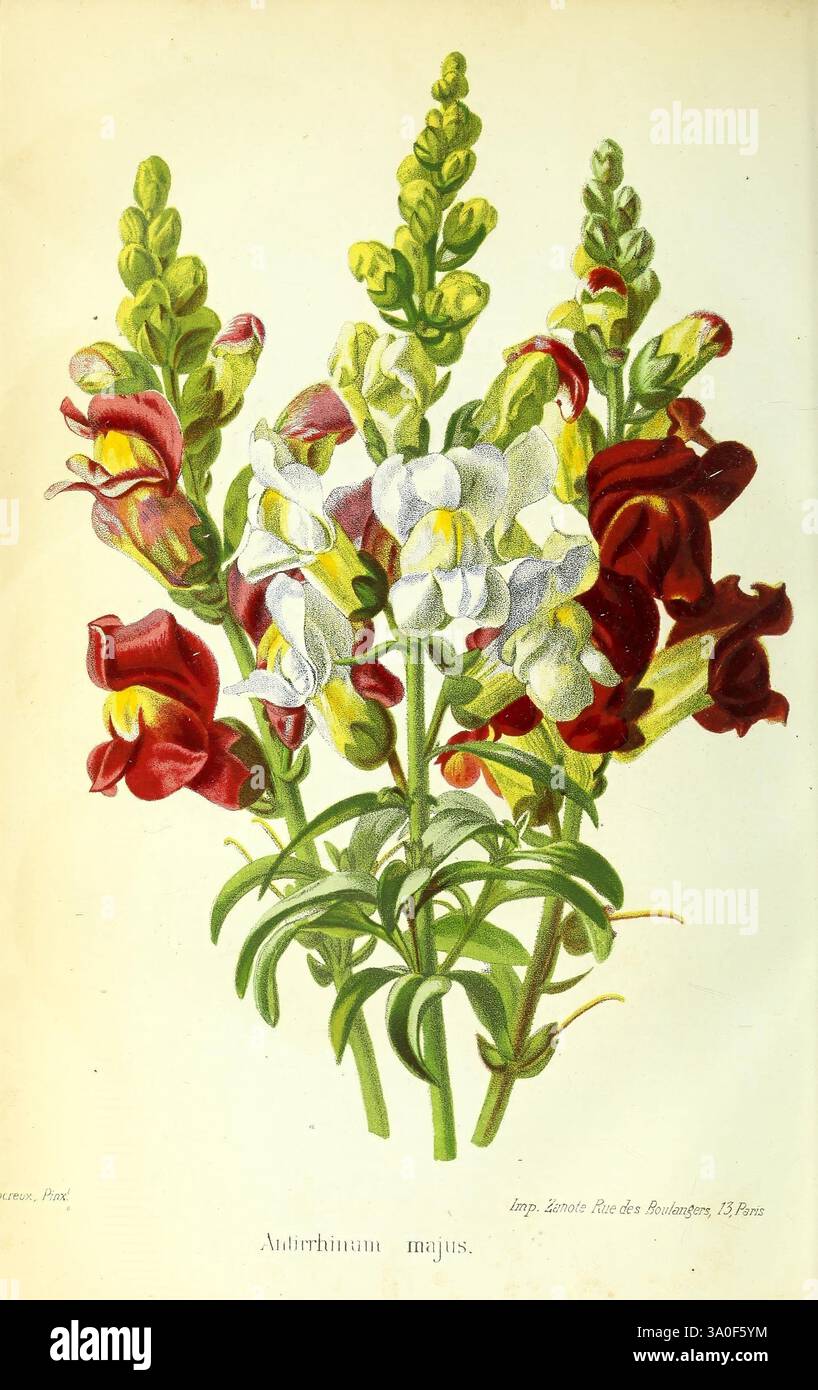 Snapdragons showcases hi-res stock photography and images - Alamy