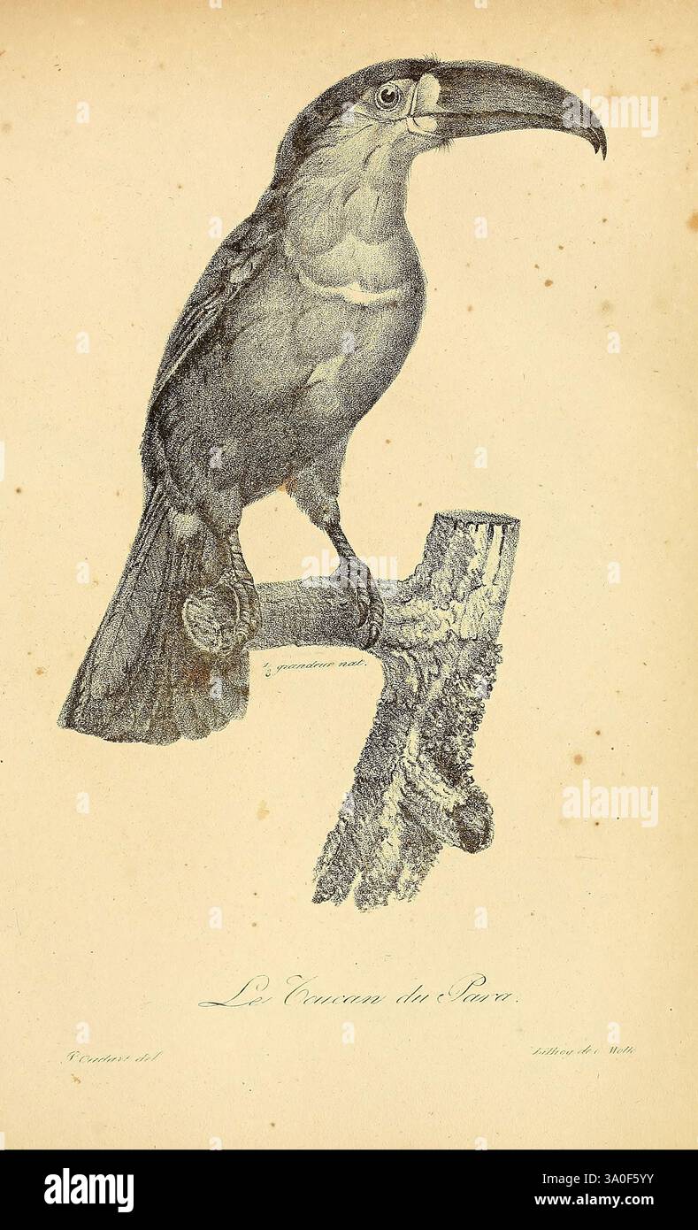 Prodigious beak hi-res stock photography and images - Alamy