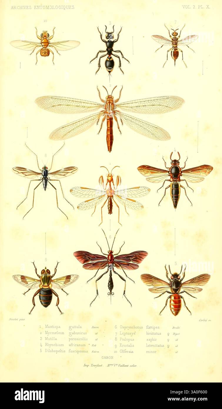Top row showcases distinct species of flies hi-res stock photography ...