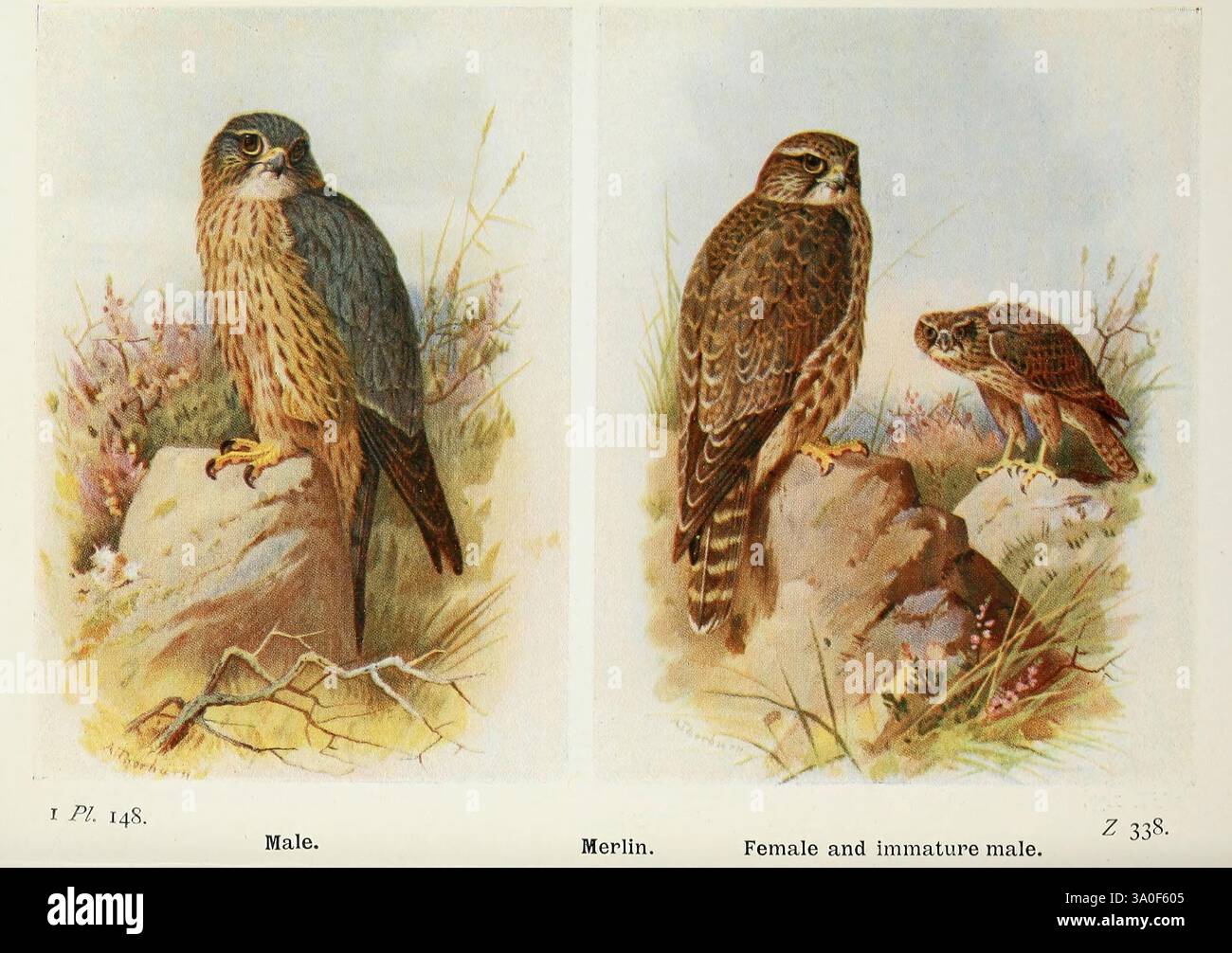 The, birds, of, the, British, Isles, and, their, eggs, London, F, Warne ...