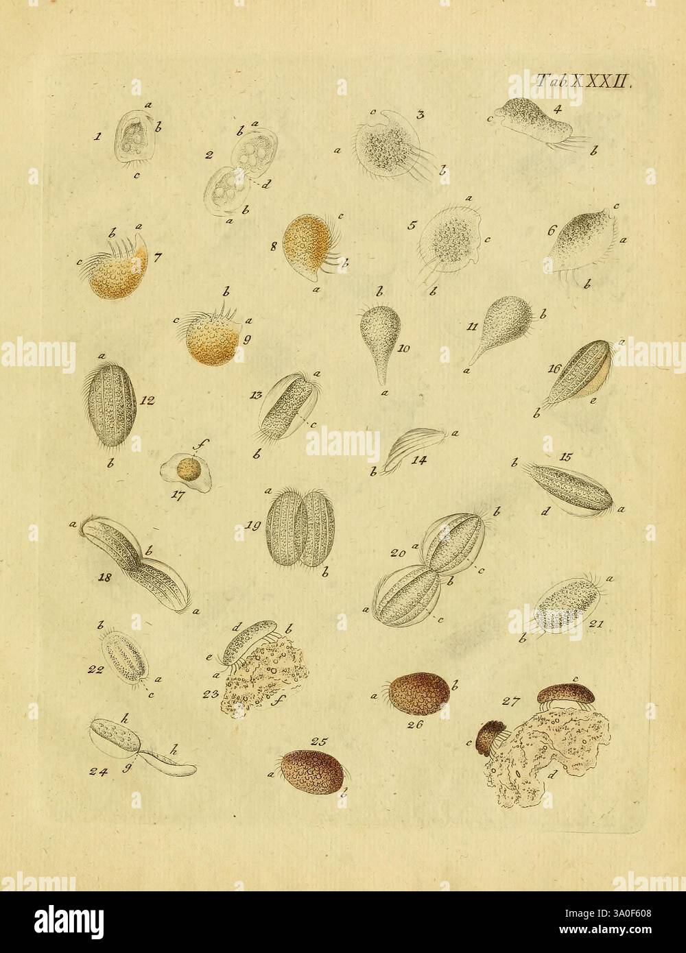 Round seeds in various shades hi-res stock photography and images - Alamy