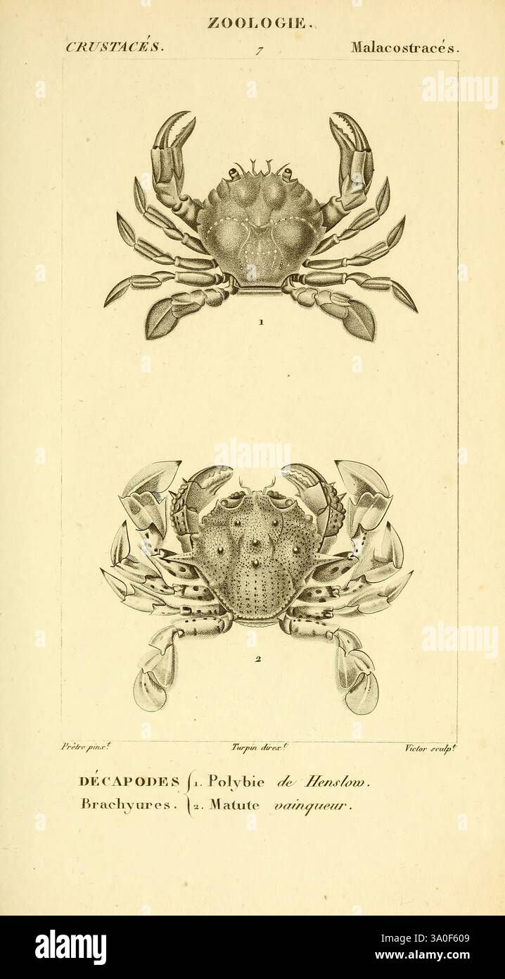 Considerations, Generals, On the class of crustaceans, Paris, F.G ...