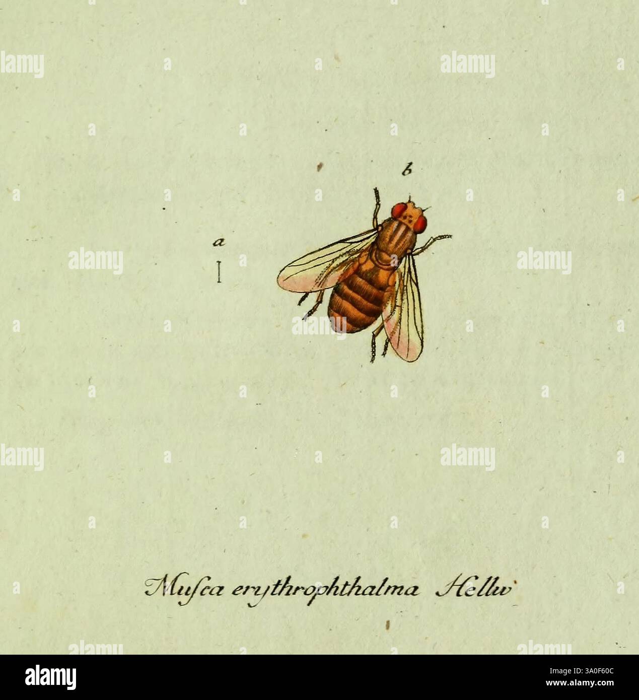 Insects segmented anatomy hi-res stock photography and images - Alamy