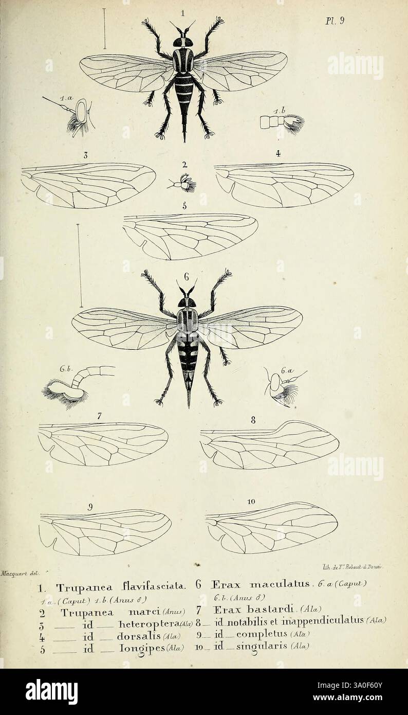 Series of detailed depictions of various species of insects hi-res ...