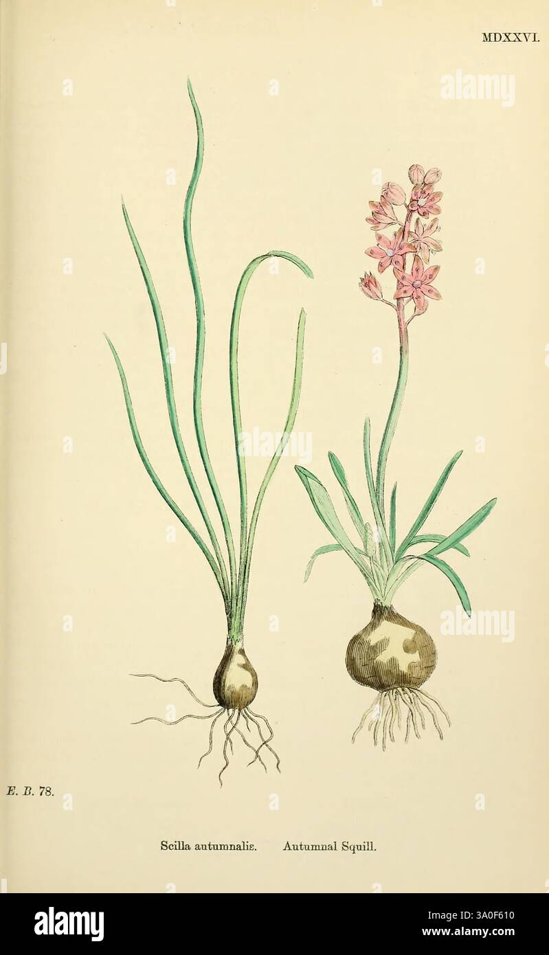 English, Botany, or Coloured, Figures, Of, British, Plants, London, R ...
