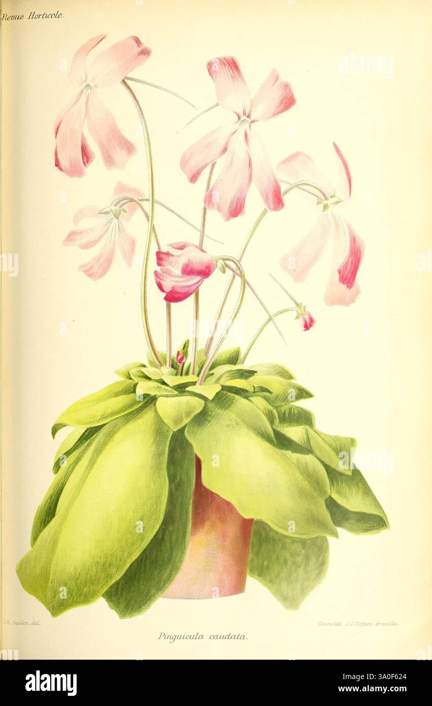 Well nurtured specimen hi-res stock photography and images - Alamy