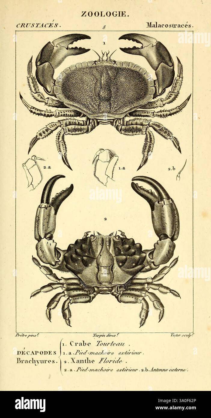 Complexity of crab anatomy hi-res stock photography and images - Alamy