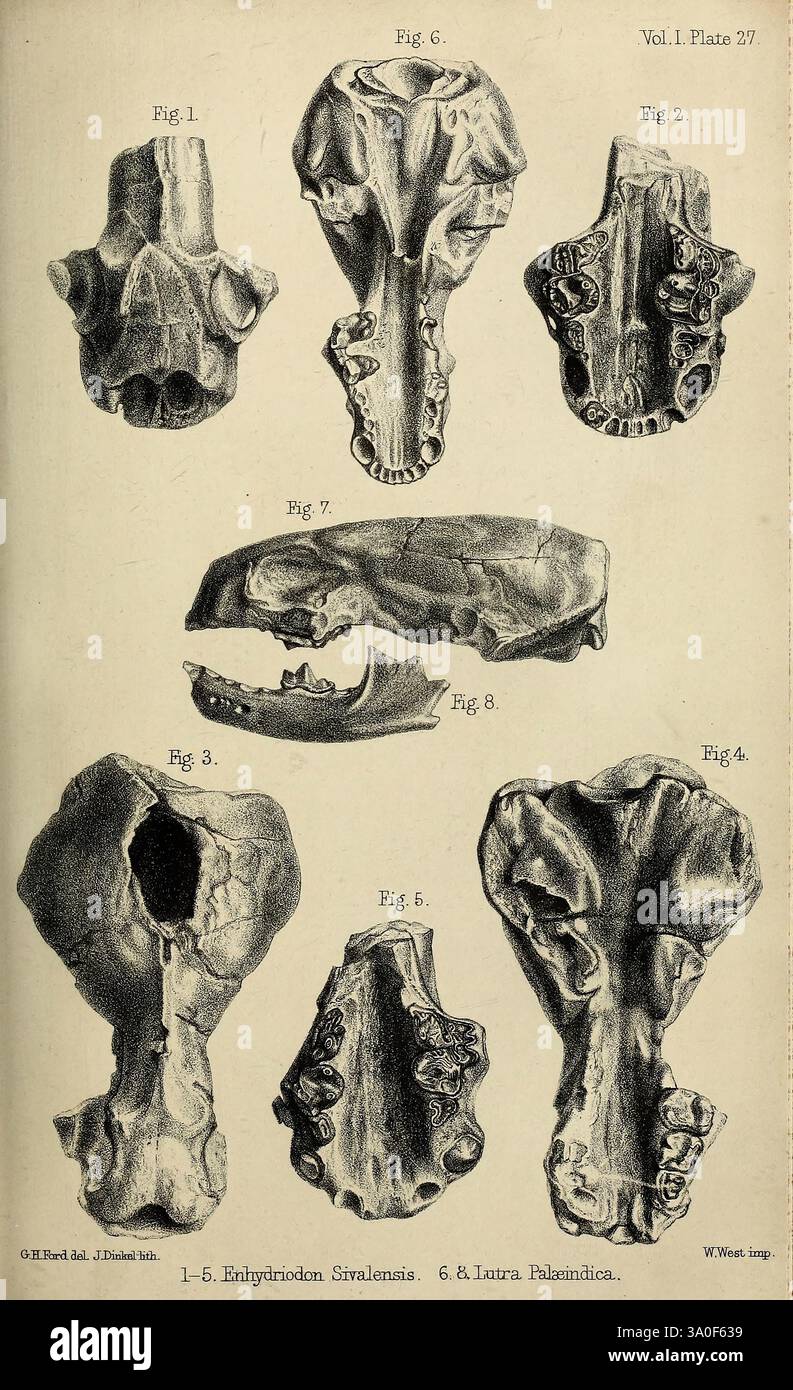 Enhydriodon sivalensis hi-res stock photography and images - Alamy