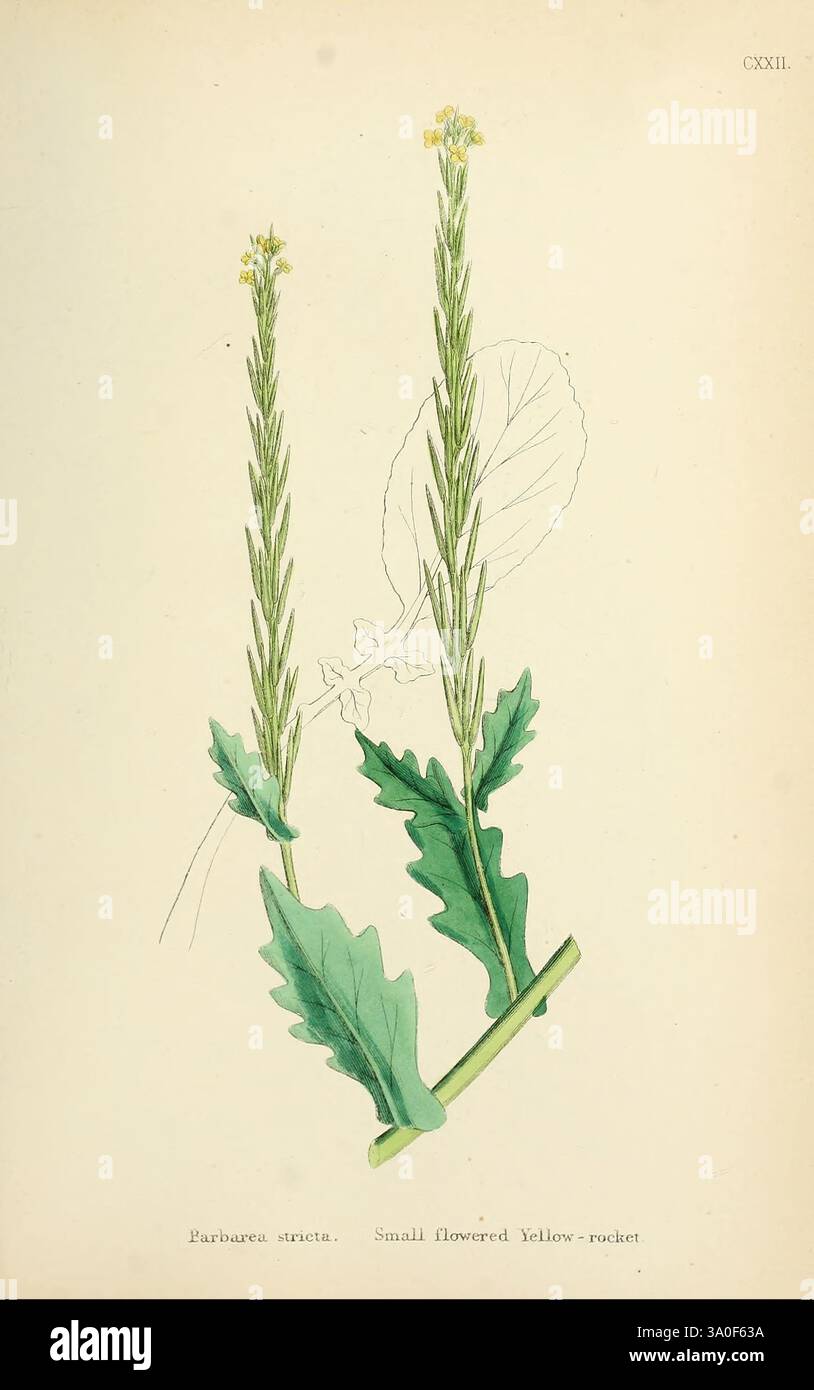 Lobed shape typical hi-res stock photography and images - Alamy