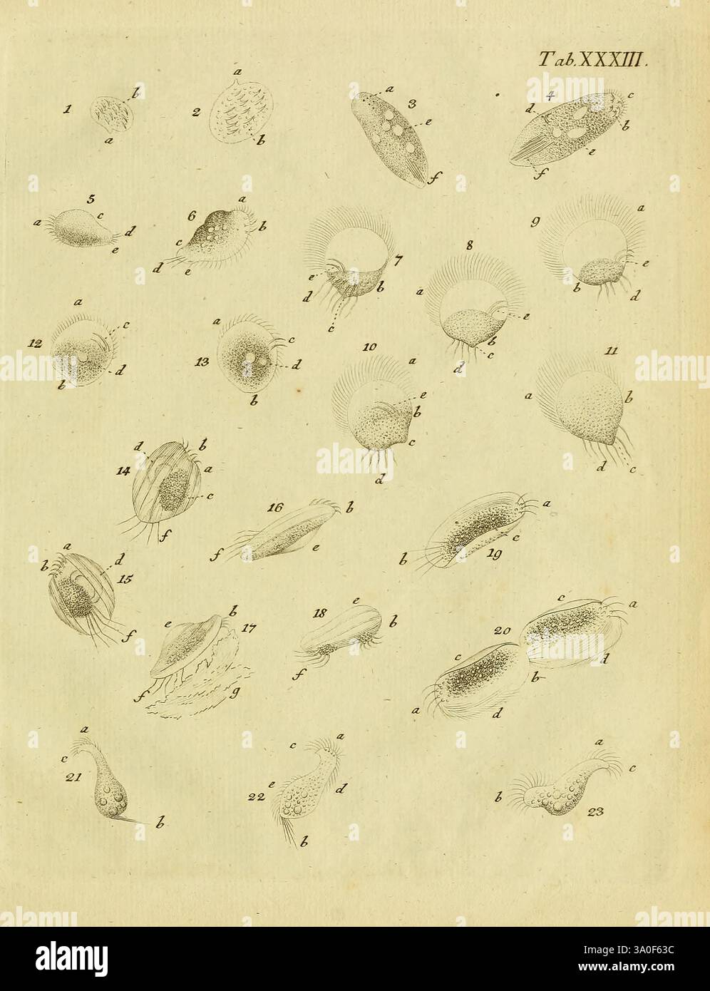 Animalcula infusoria fluvia tilia et marina, Hauniae, Typis N. Mölleri ...