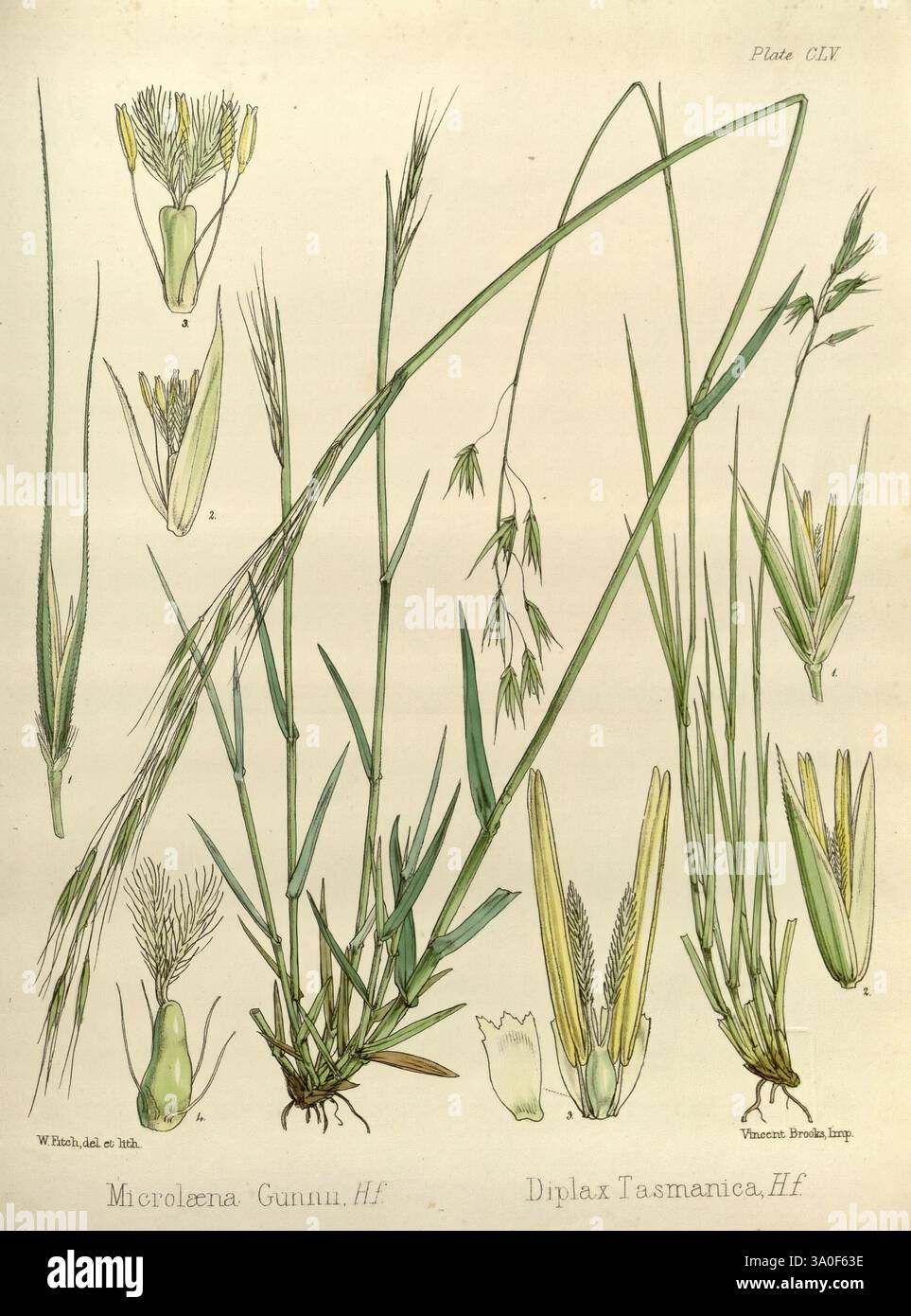 The botany of the Antarctic voyage of H.M. discovery ships Erebus and ...
