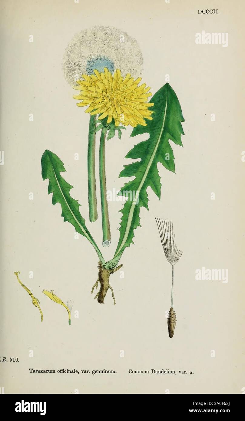 Dandelions root structure hi-res stock photography and images - Alamy