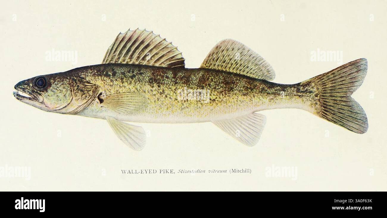 The fishes of Illinois, [Danville, Ill.], Pub. by authority of the state Legislature, [1908 ...