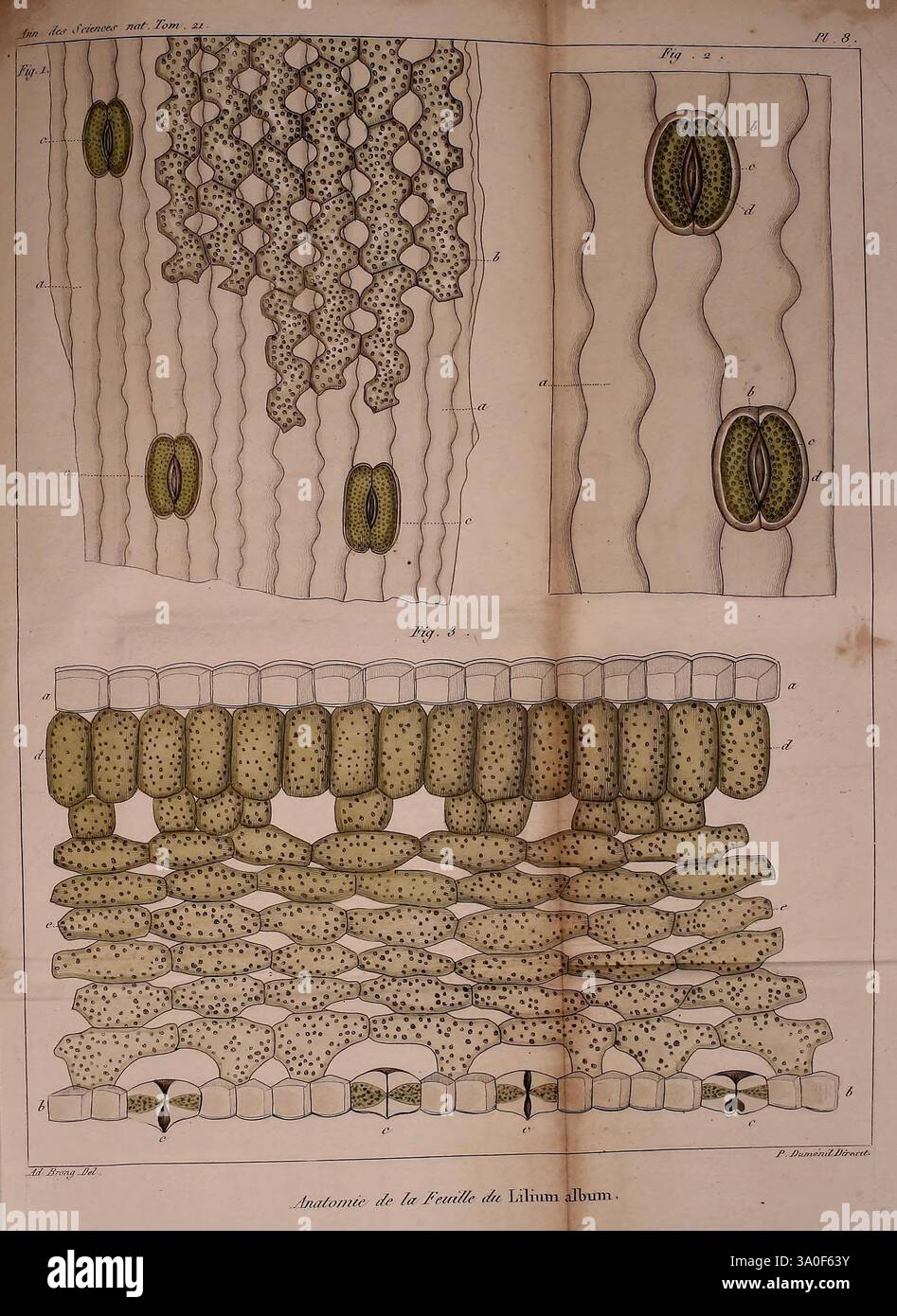 Variations in plant anatomy hi-res stock photography and images - Alamy