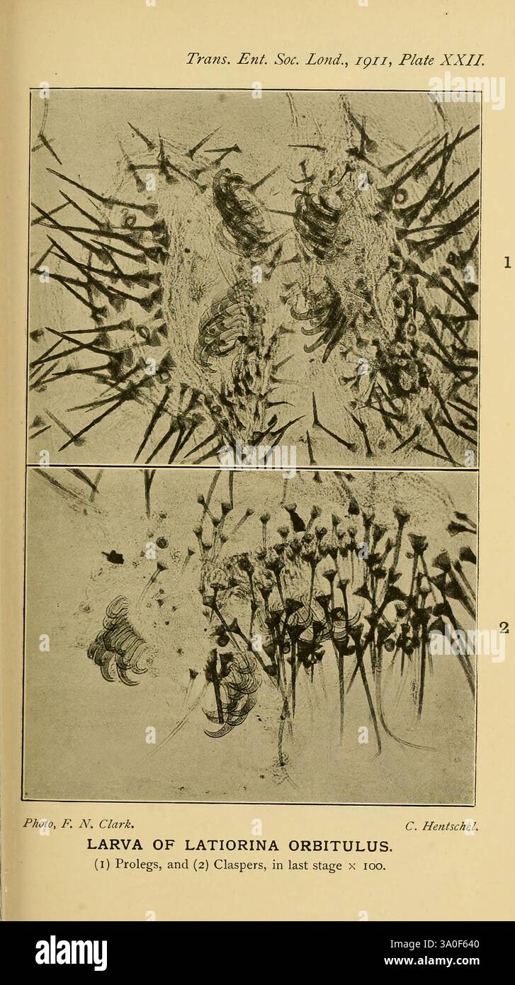 Larvas structure hi-res stock photography and images - Alamy