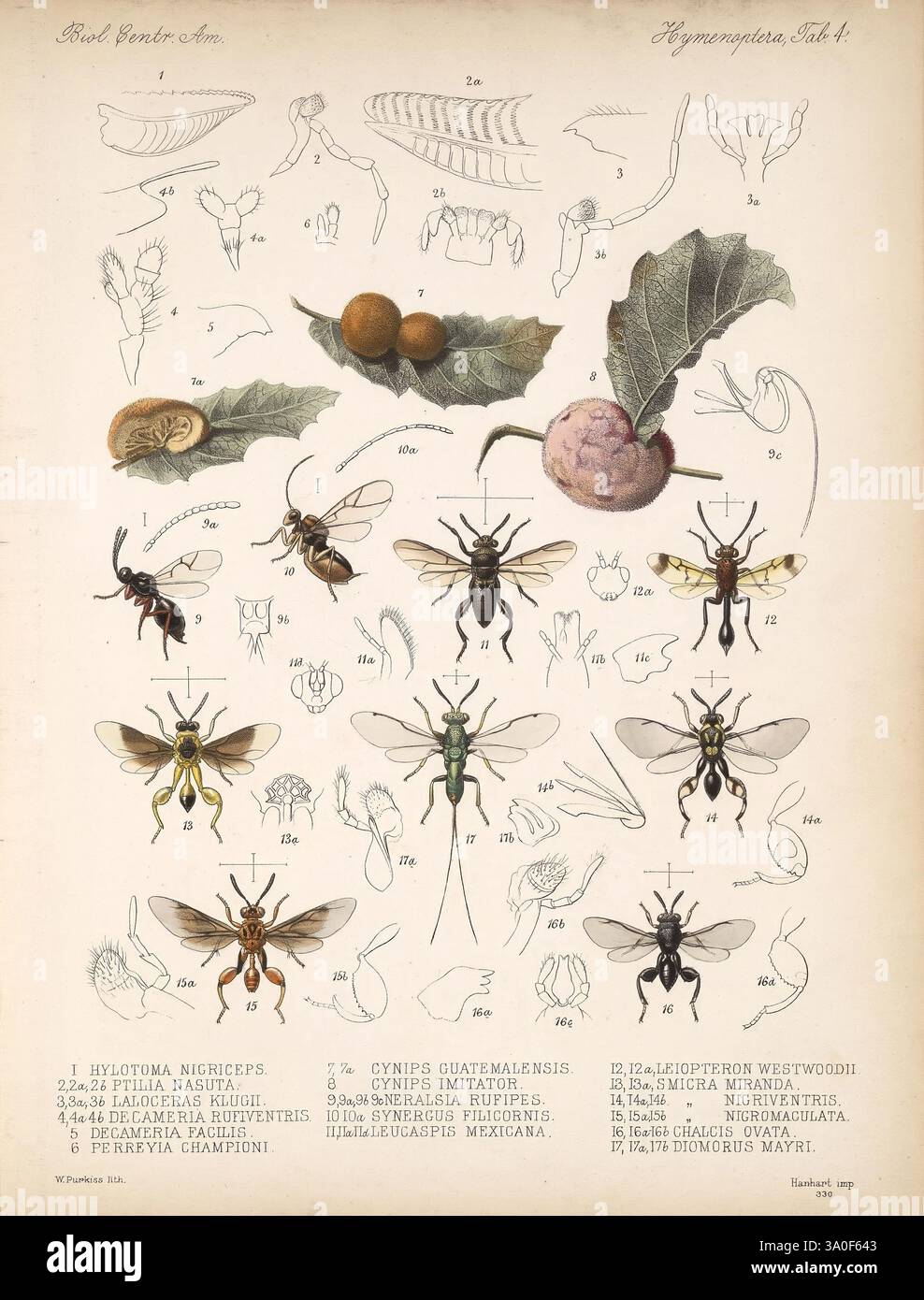 Biologia Centrali-Americana London, 1879-1915, archaeology, botany, Central America, description ...