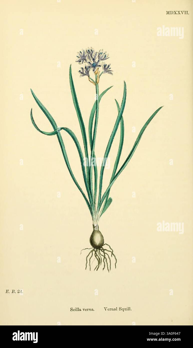 English, botany, Coloured Figures of British Plants, London, R ...