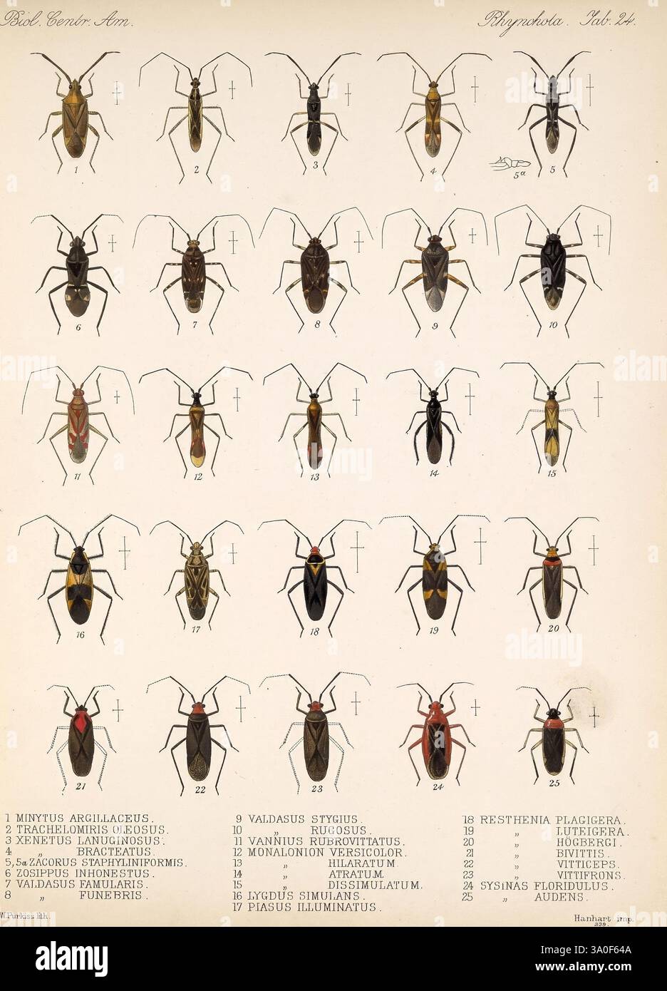 Insect meticulously labeled hi-res stock photography and images - Alamy