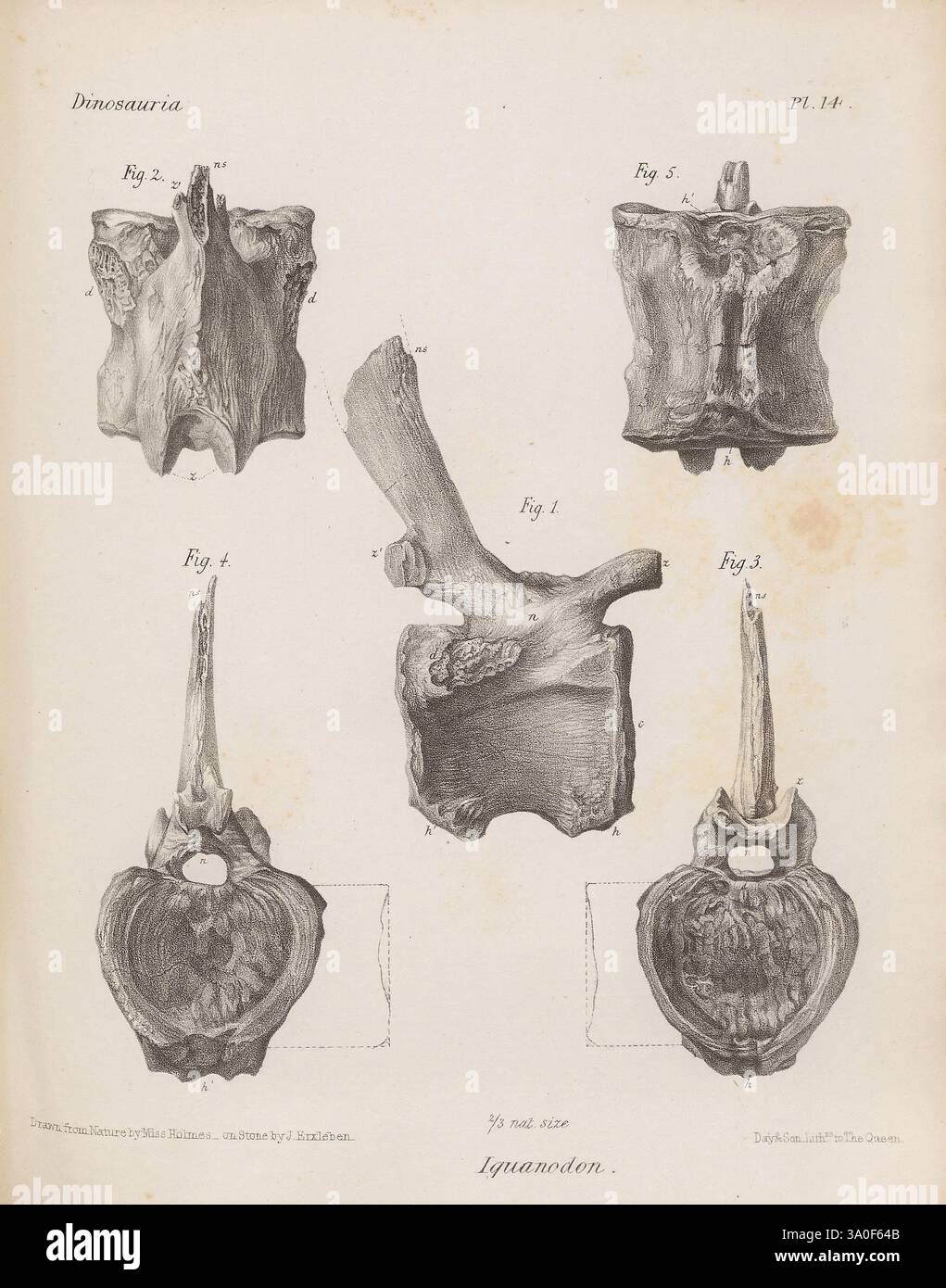 Detailed anatomical study of dinosaur vertebrae hi-res stock ...