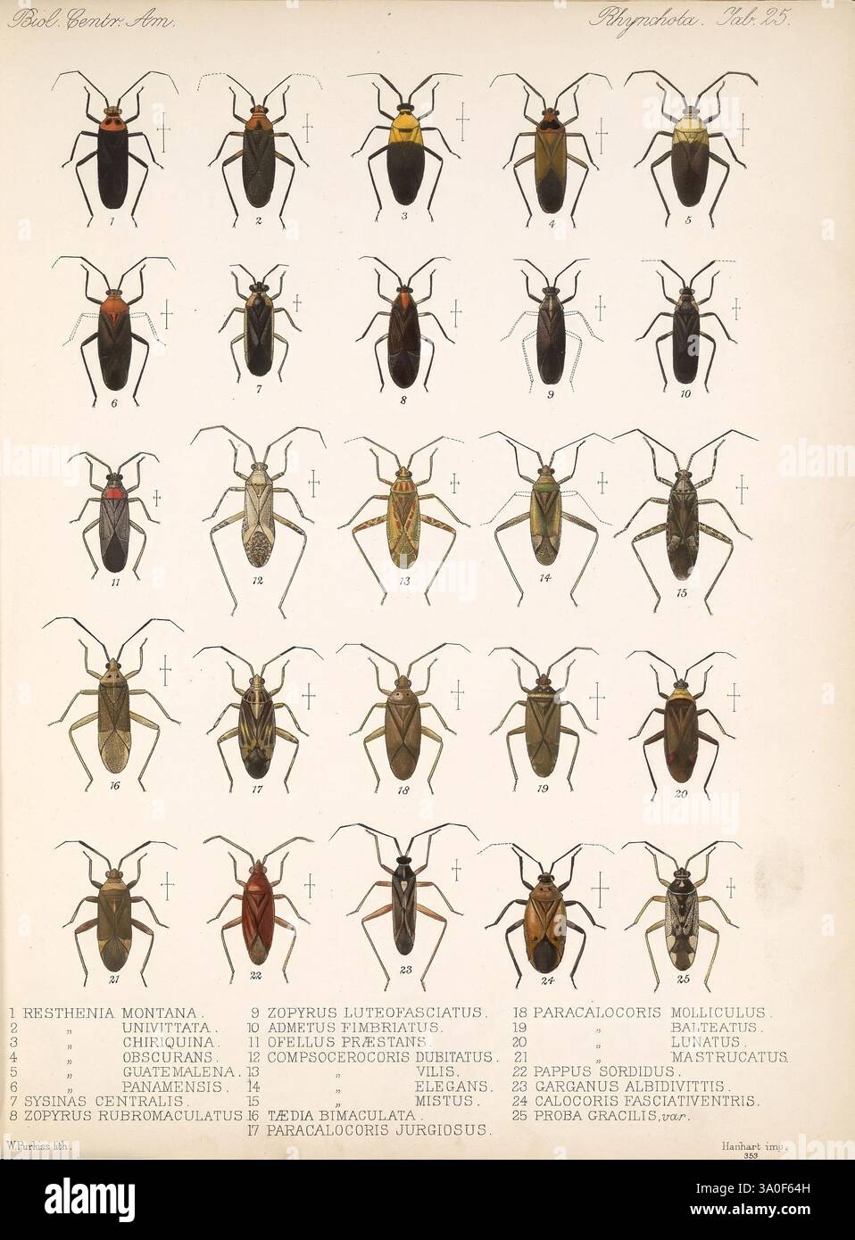 Biologia Centrali-Americana, London, 1879-1915. archaeology, botany ...