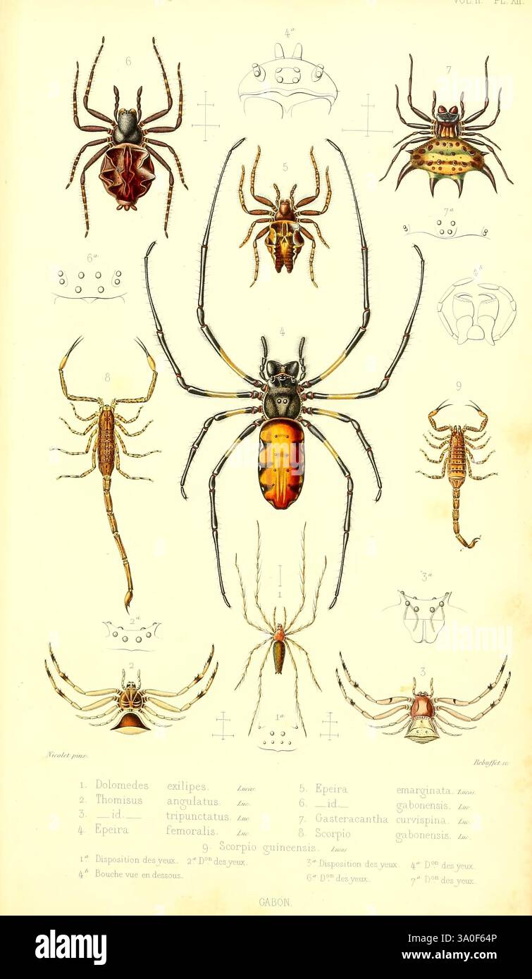 Detailed depictions of specific body parts hi-res stock photography and ...