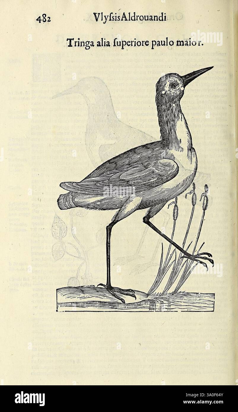 Faint representation of another bird hi-res stock photography and ...