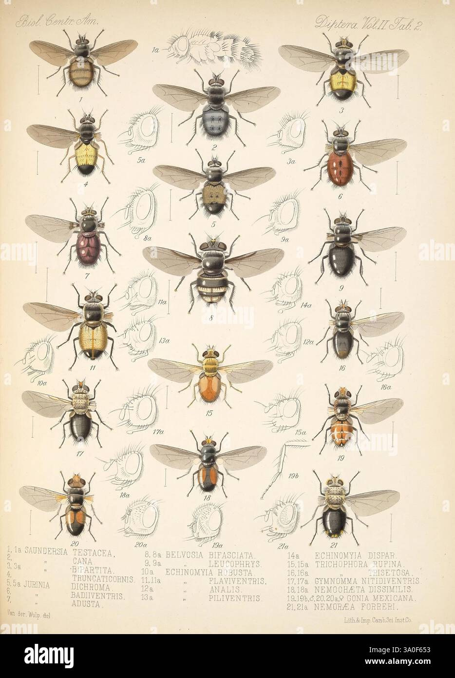 Biologia Centrali-Americana, London, 1879-1915. Archaeology, botany ...