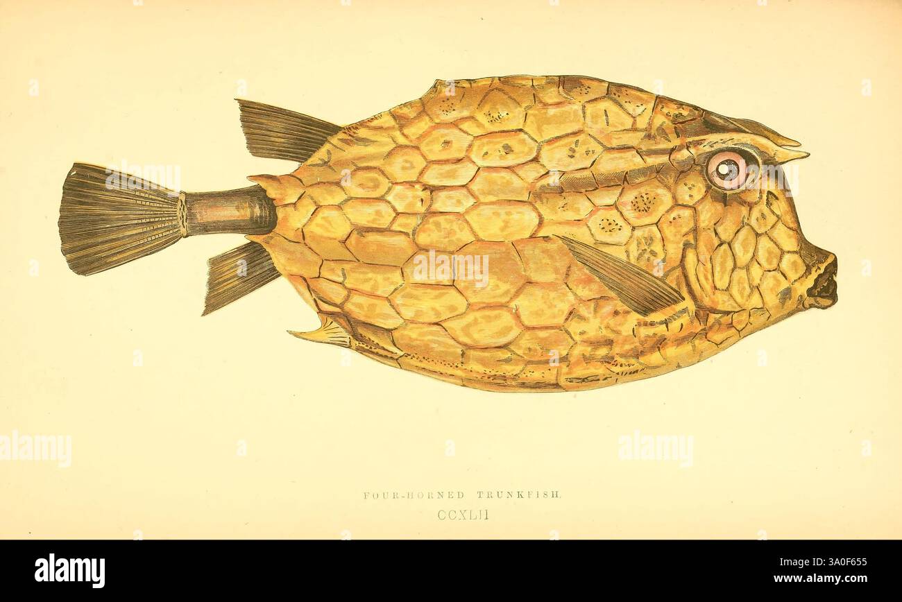 A history of the fishes of the British Islands, 1862-65, fishes, Great ...