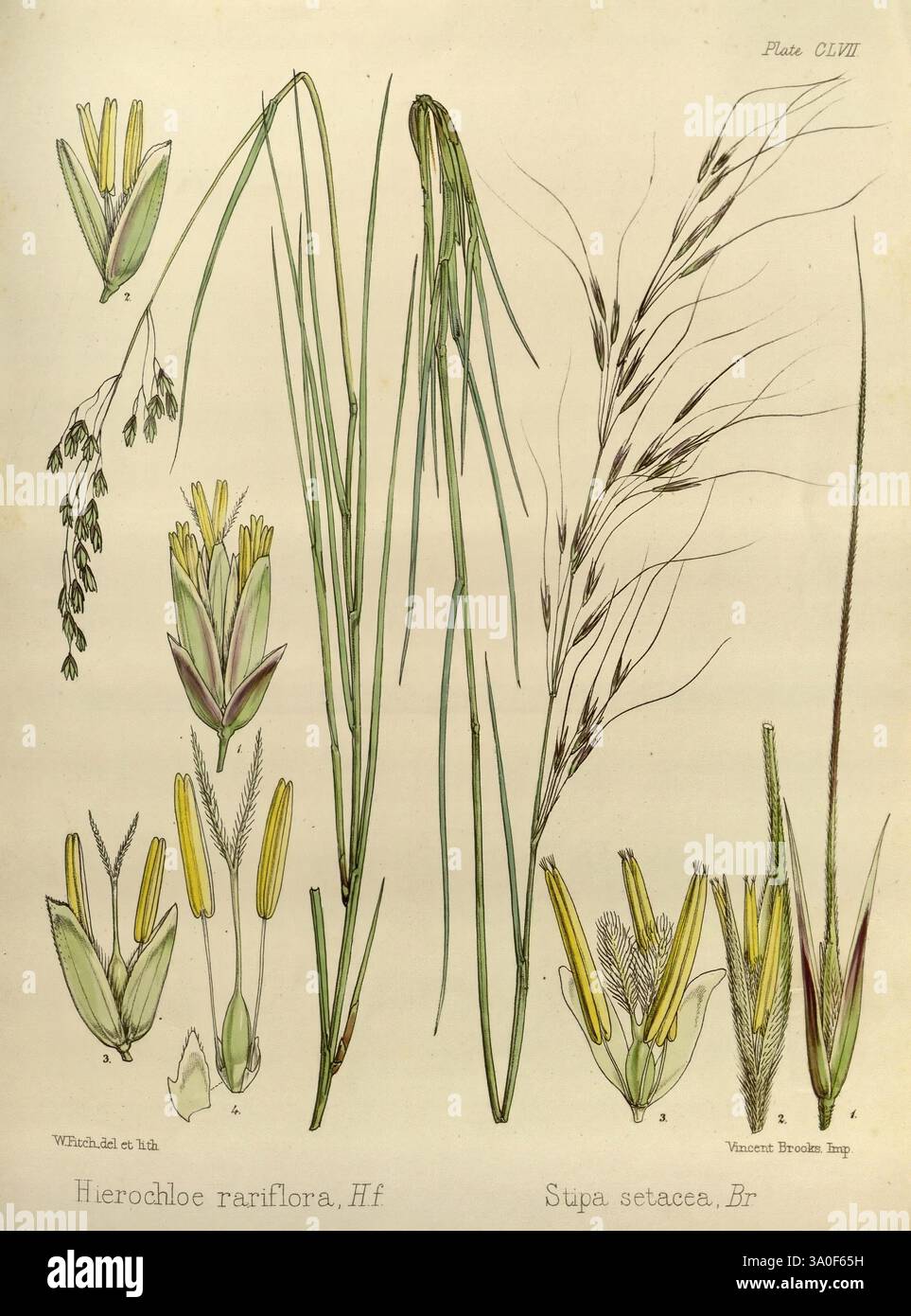 The botany of the Antarctic voyage of H.M. discovery ships Erebus and ...