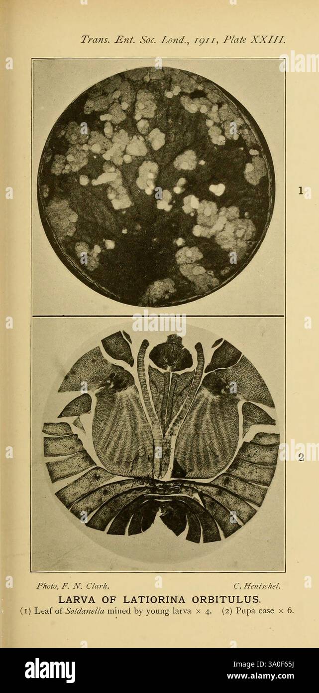 Larvaes life cycle stages hi-res stock photography and images - Alamy