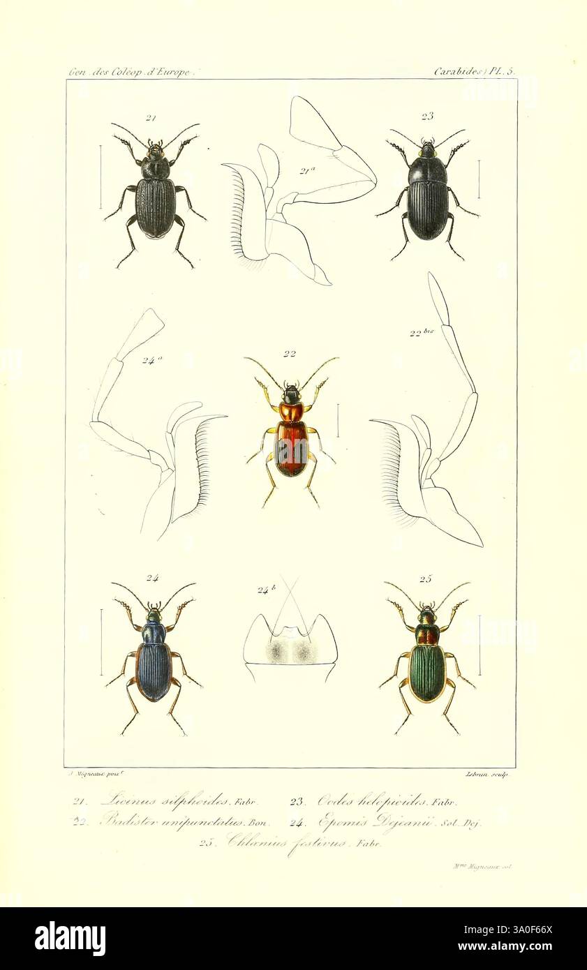 Beauty of beetle anatomy hi-res stock photography and images - Alamy